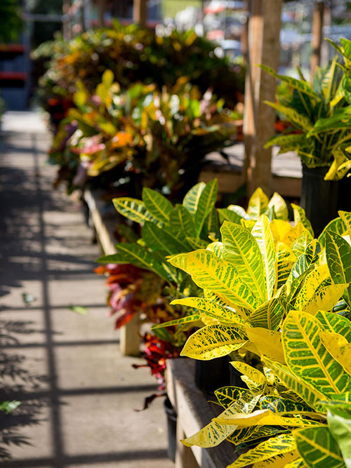 Garden Center Dallas | Indoor & Outdoor Plants | Jacksons